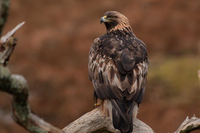 Wildlife Watching Safari by Vehicle & Walks / Photography workshops with a Guide - The Human Touch: Guides Who Make a Difference