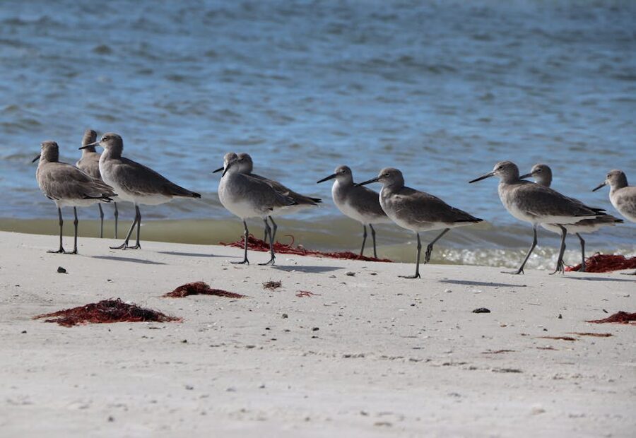 Willet shorebirds walking on Fort Myers beach sand