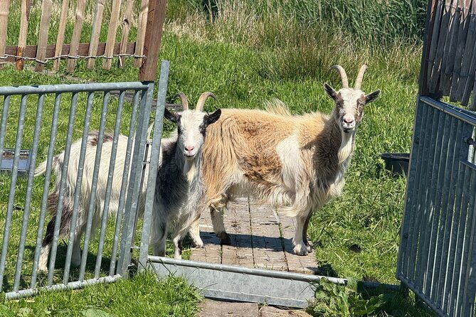 Windmill, Dairy Farms & Countryside Electric Bike Tour - Who Will Love This Tour?