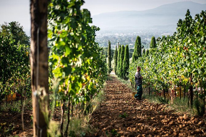 Wine and olive oil tasting & farm tour - The Reviews Say It All