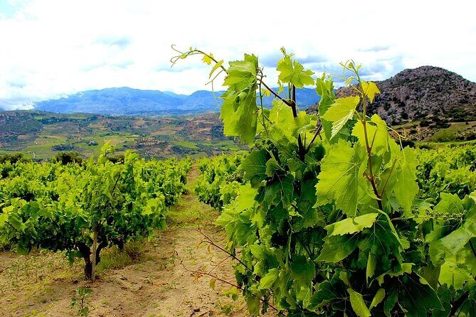 Wine olive and Food of Crete, Heraklion - Who Should Consider This Tour?