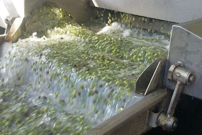 Wine, Olive Oil, and Honey Tour with Winemaker - Authenticity and Personalization Make All the Difference