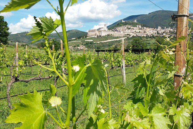 Wine tasting and walk in the Vineyard of Assisi - A Closer Look at the Tour Itinerary