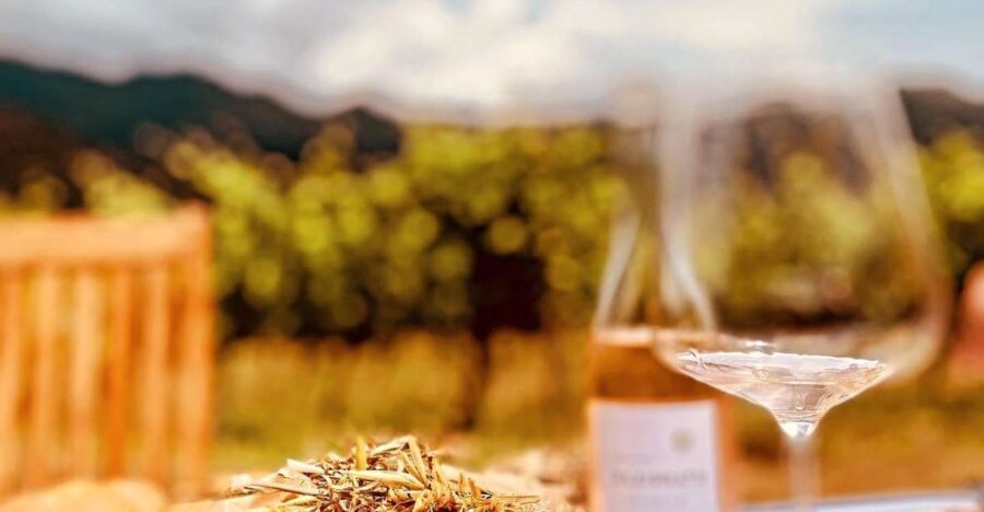 Wine tasting around Ile rousse & Calvi with Transport - Exploring the Itinerary: From Vineyard to Picnic