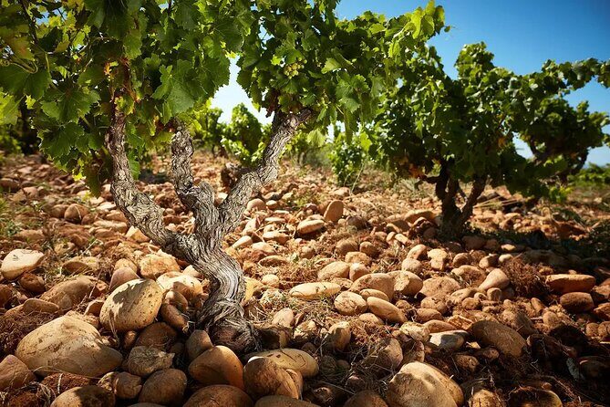 Wine Tasting Tour at Châteauneuf du Pape - Transportation and Group Size: What Makes This Special?