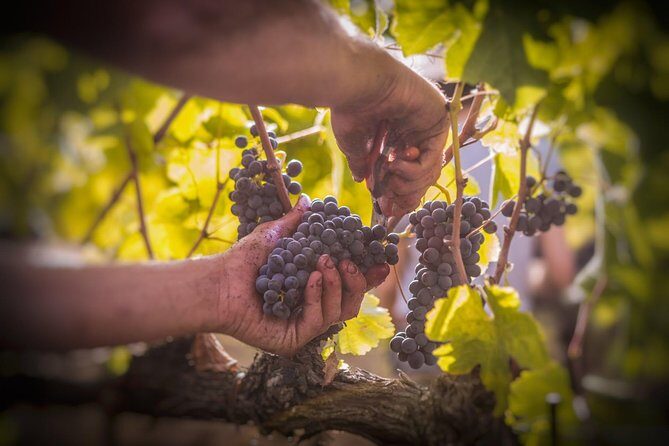 Wine Tasting & Tour Premium - An In-Depth Look at the Experience