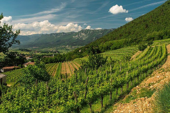 Wine Tasting with Cold Cuts - A Closer Look at the Wine Tasting Tour