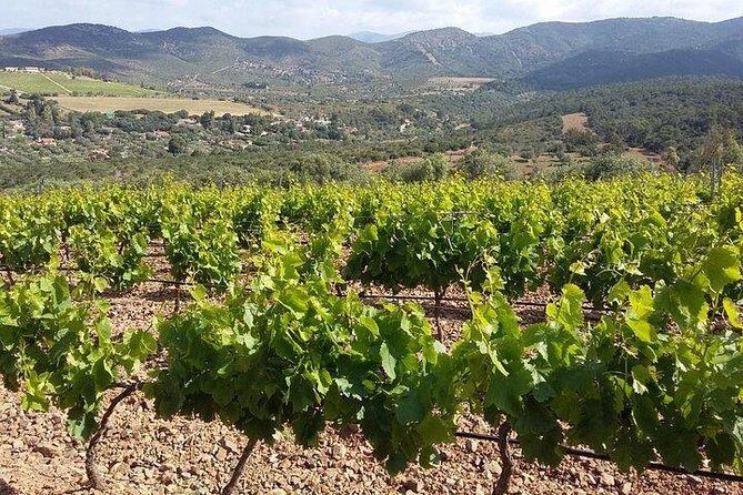 Wine tour aroud vineyards of Cagliari - Who Should Consider This Tour?