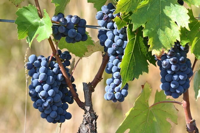 Wine Tour Experience - In-Depth Look at the Tour Experience