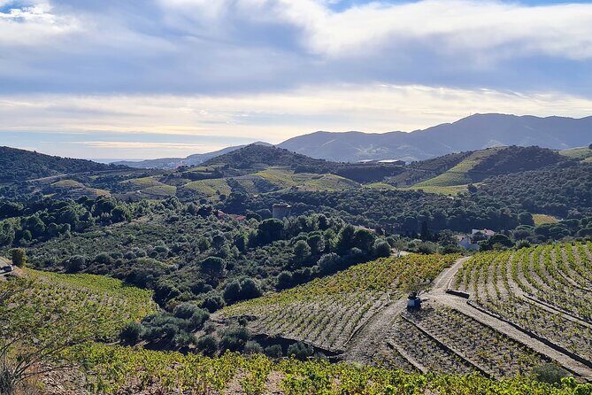 Wine Tour in Roussillon: Picnic & Tasting Day - Authentic Experiences and Highlights from Reviews