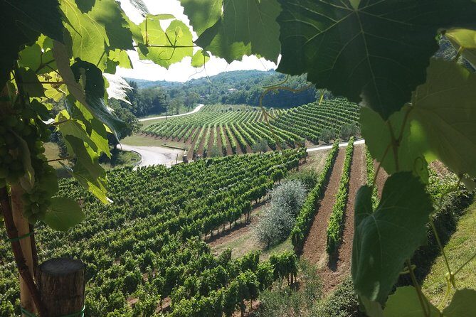Wine Tour - The Best of Istria - The Experience in Practice: Why Travelers Love It