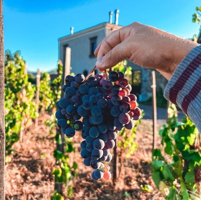 Wine tour with wine tasting - What to Expect from the Tour