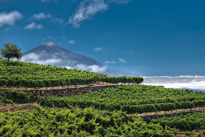 Winery Tour and Tasting in Tenerife with the Sommelier - The Pros and Cons