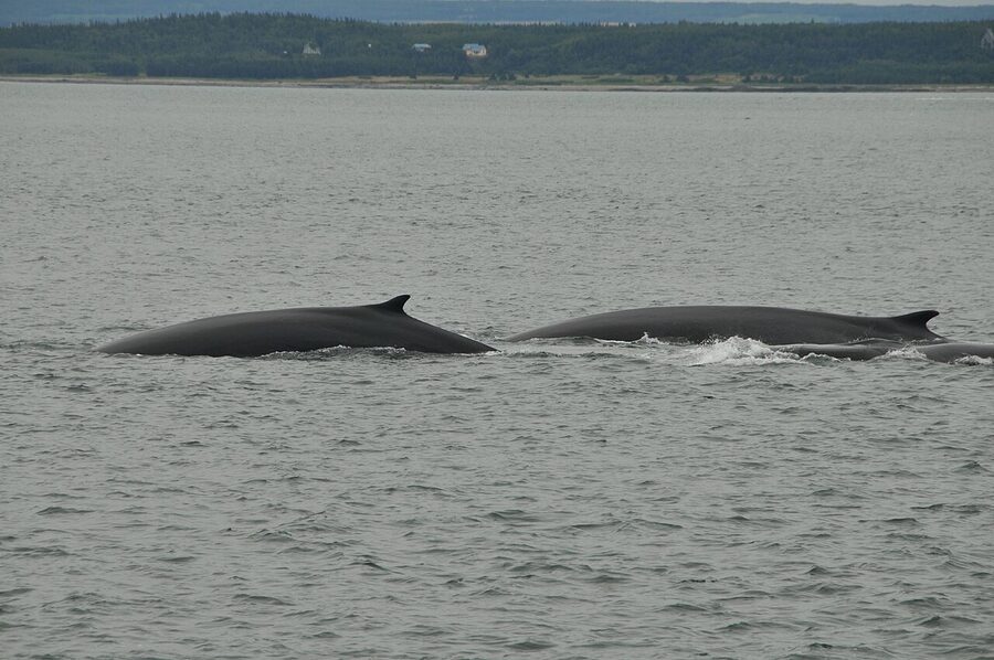 Three fin whales surfacing in the St Lawrence Quebec