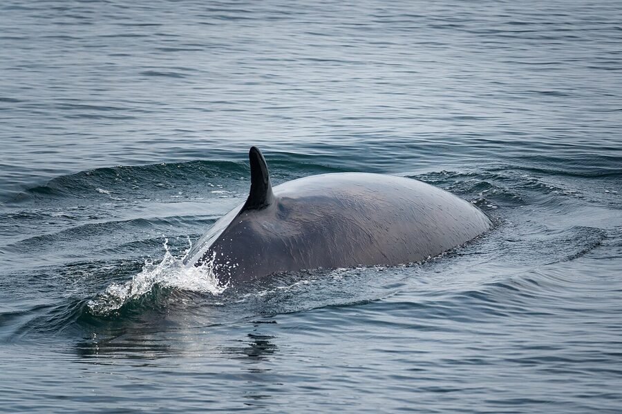 Minke whale surfacing near Tadoussac