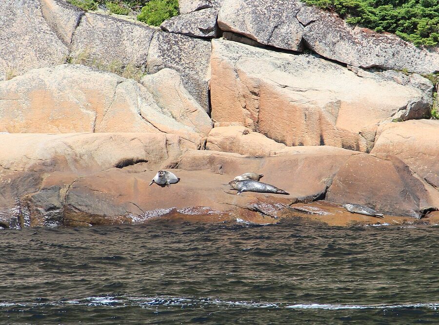 Harbor seals on rocks in Saguenay Fjord Quebec