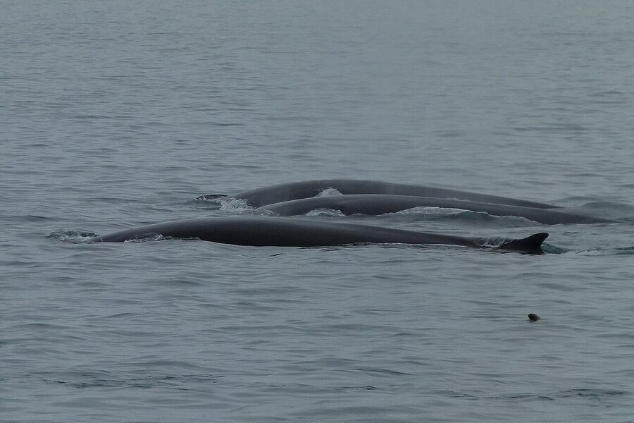Multiple whales surfacing near Tadoussac Quebec