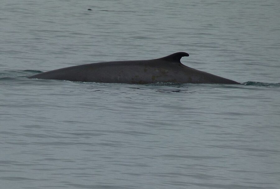 Zodiac boat whale watching Tadoussac