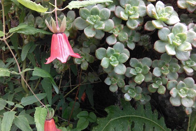 Wonderful hike through the Magic Forest of Tenerife - Who Will Love This Experience?
