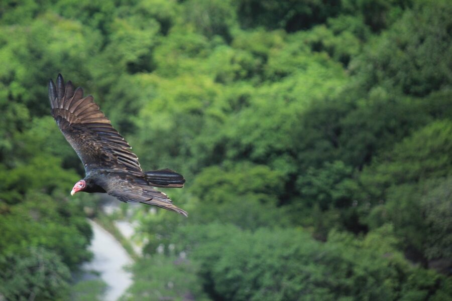 Bird taking flight at Xcaret aviary Mexico