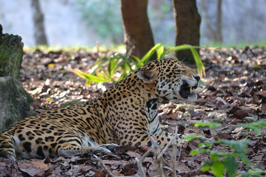 Jaguar resting in enclosure at Xcaret Park