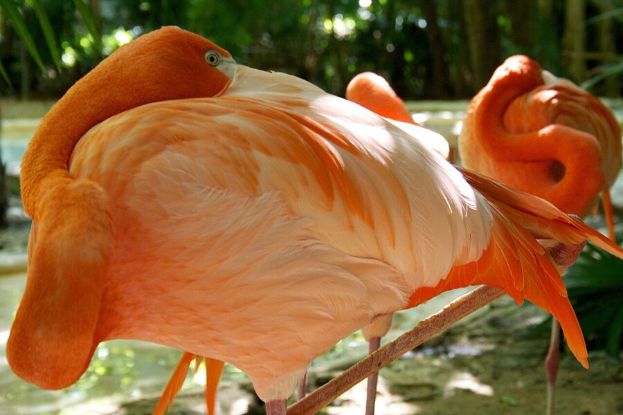 Pink flamingos at Xcaret Park lagoon Riviera Maya