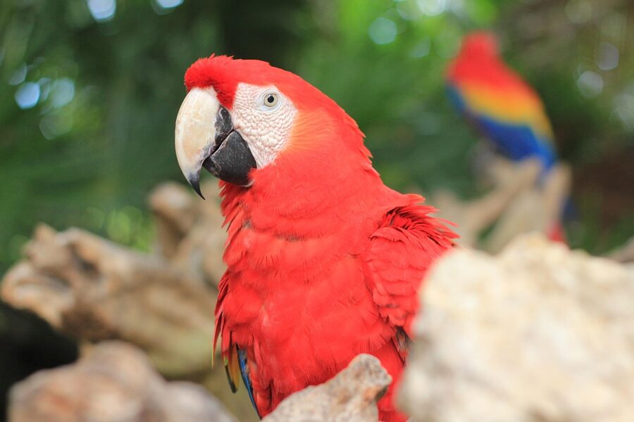 Scarlet macaw in Xcaret aviary Riviera Maya