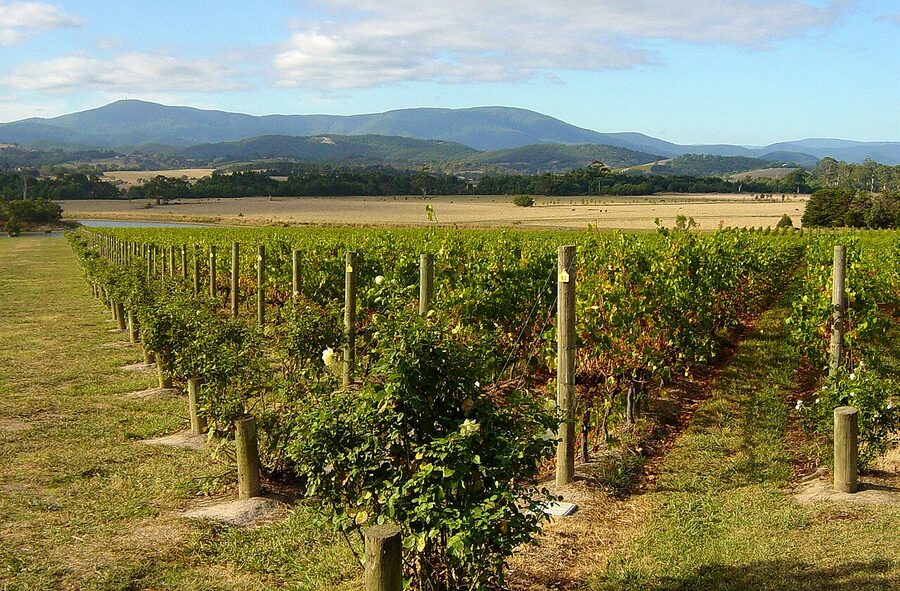 Rows of Pinot Noir vines at Domaine Chandon, Yarra Valley