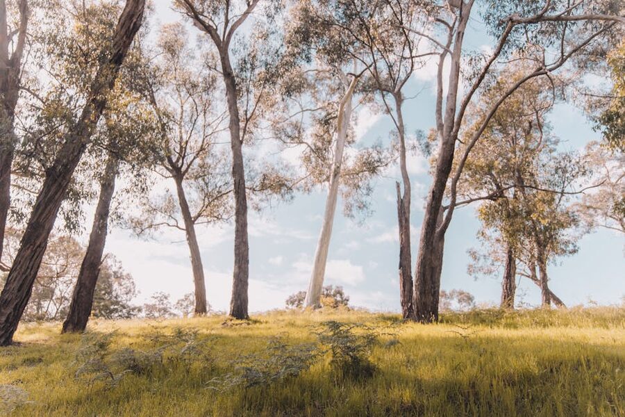 Eucalyptus forest in Gruyere, Yarra Valley region
