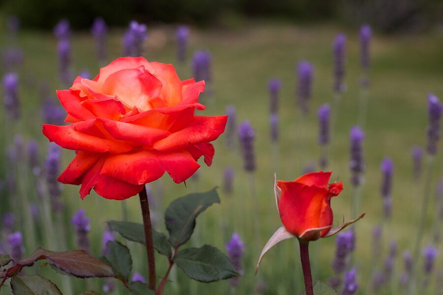 Long Gully cellar door pour, Yarra Valley