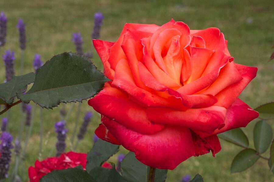 Tasting bar at Long Gully Estates, Yarra Valley