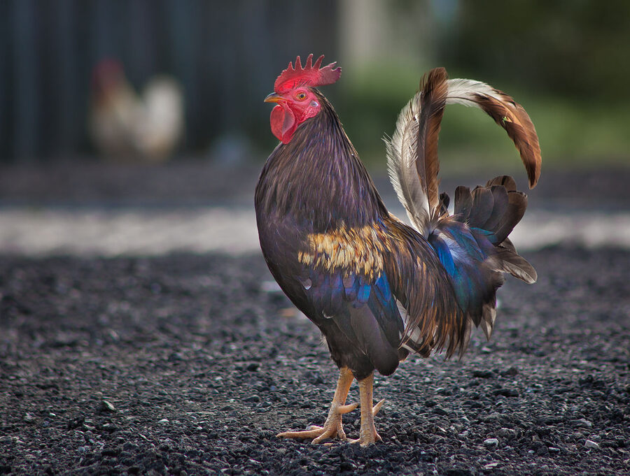 Wild rooster walking on the sidewalk in Ybor City Tampa