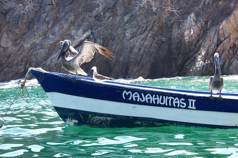 Pelican perched on local fishing boat on the way to Yelapa