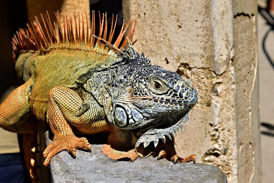 Colorful iguana sunning on wall in Yelapa Mexico