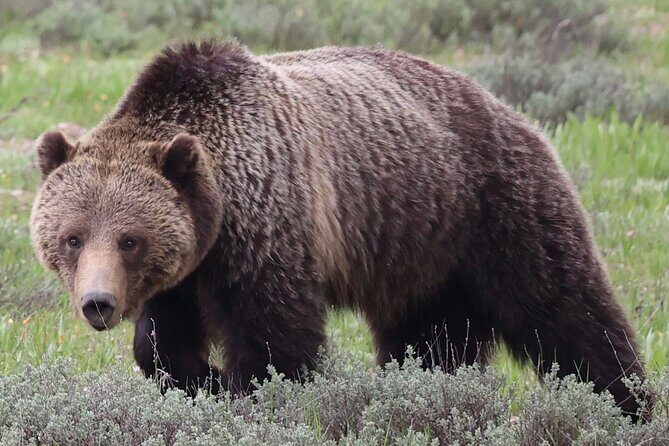 Yellowstone Full Day Tours - The Sum Up: Is This Yellowstone Tour Worth It?