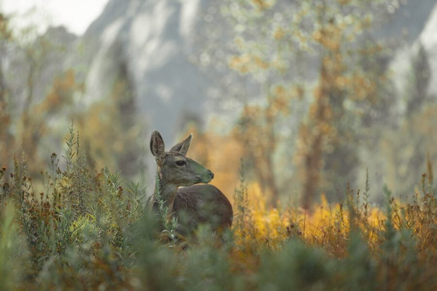 A mule deer in a Yosemite Valley meadow
