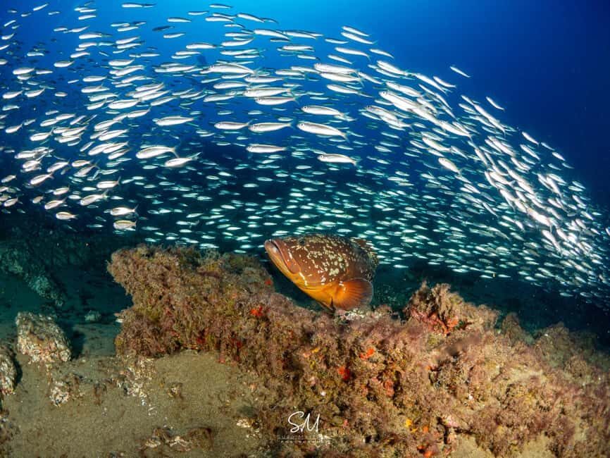 Your first introductory dive in Lanzarote with FREE photos. - Final Thoughts