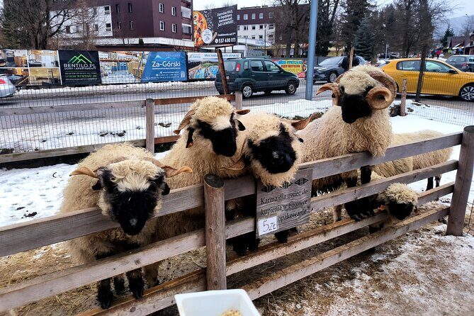 Zakopane Private day trip from Krakow with Hot Springs, cable Car - Detailed Breakdown of the Itinerary