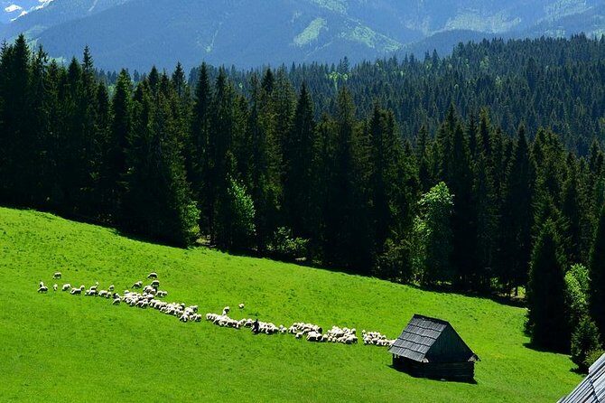 Zakopane Tour from Krakow  Highland Experience & Stunning Views - What to Expect From the Experience