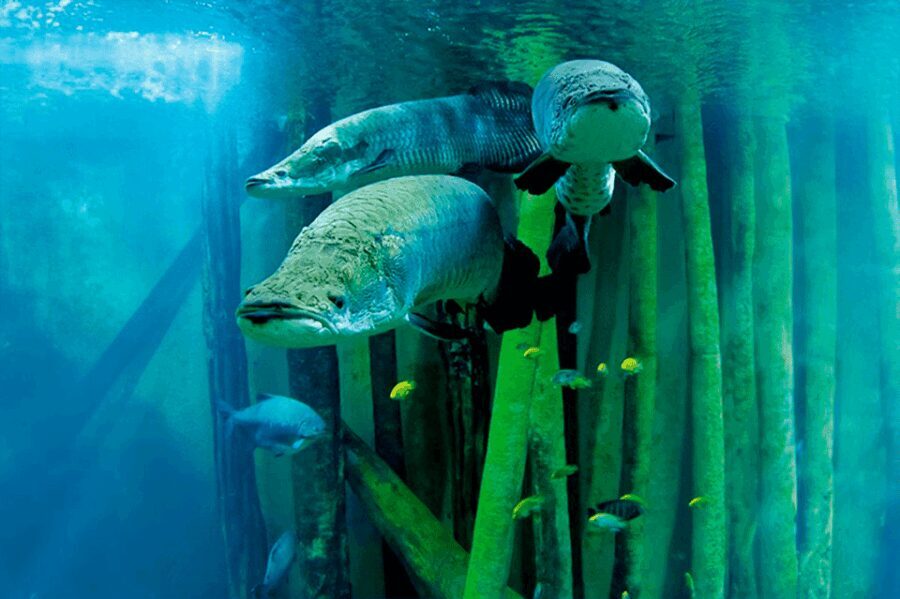 Zaragoza : Aquarium entry ticket - The Experience from Visitors’ Perspectives