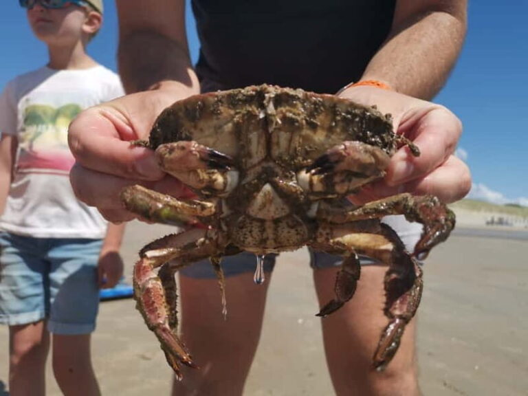 Zeeland Strand safari met visnet NL/DE - Who Is This Tour Best For?