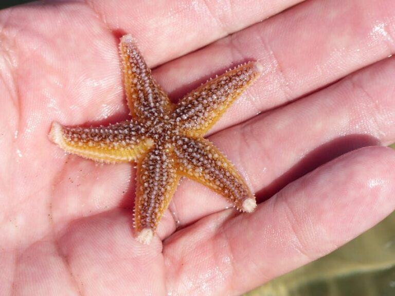 Zeeland Zeehonden strand safari NL/DE - Who Will Love This Tour?