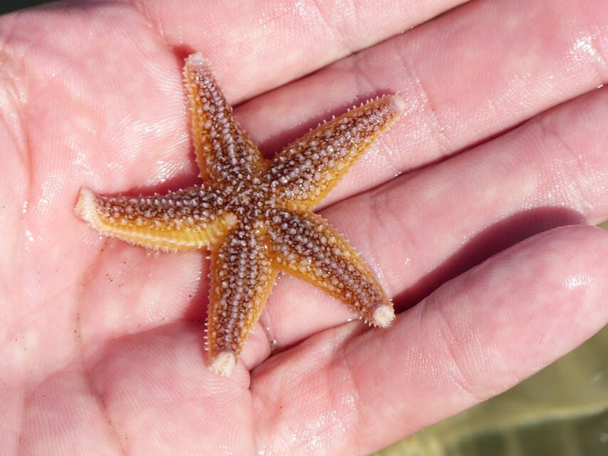 Zeeland Zeehonden strand safari NL/DE - Who Will Love This Tour?