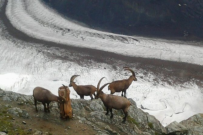 Zermatt & Mt. Gornergrat Small Group Day Trip from Bern - What the Reviews Say