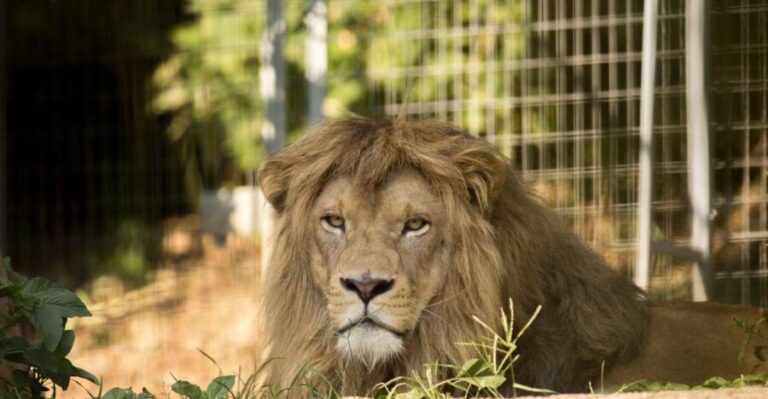 Zoo al Maglio: 1-Day Ticket for the Jungle of Ticino - What to Expect During Your Visit