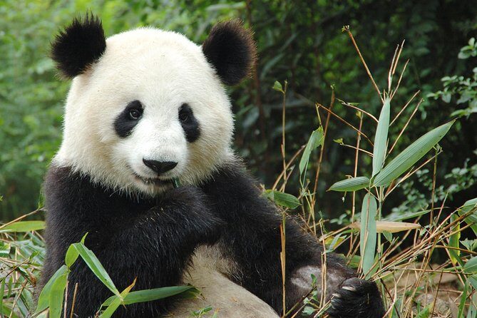 Zoo Of Beauval - Private Trip - FAQ