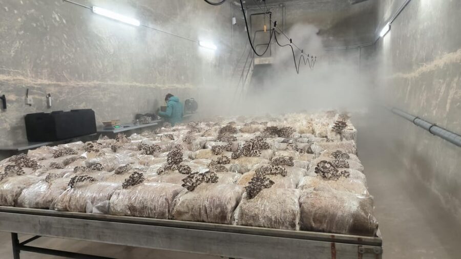 Zurich's best-kept secret: the hidden world of mushrooms! - Who Should Book This Tour?