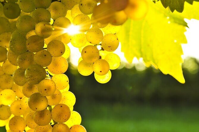 11 Course Lunch with Cooking Mastery and Wine Tasting in Rhodes - Who Will Love This Tour?