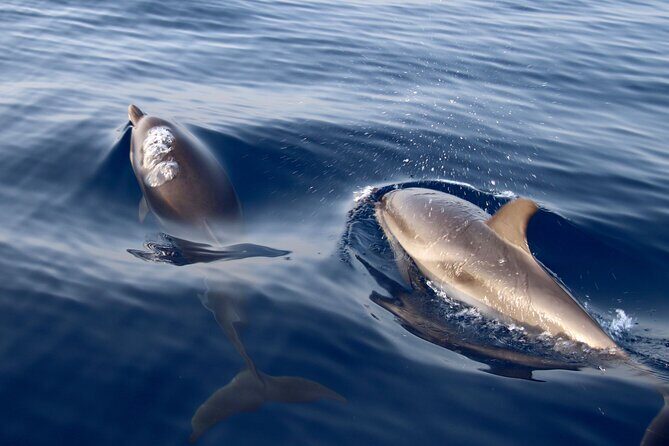 2-Hour Private Dolphin Watching Activity in Taormina - Price & Value