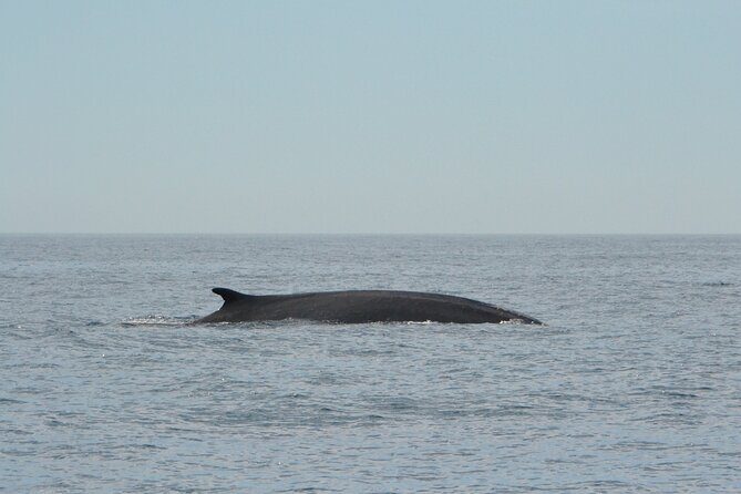 8-Hour Whale Watching in Barcelona - The Authenticity and Value of This Tour